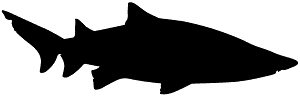 Tiger Shark - Free vector silhouettes on creazilla.com