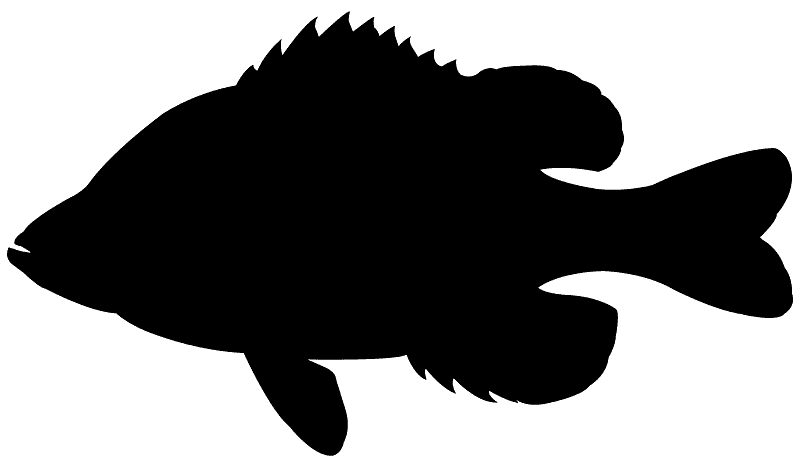 Sunfish - Free vector silhouettes on creazilla.com