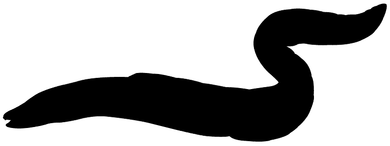 Eel - Free vector silhouettes on creazilla.com
