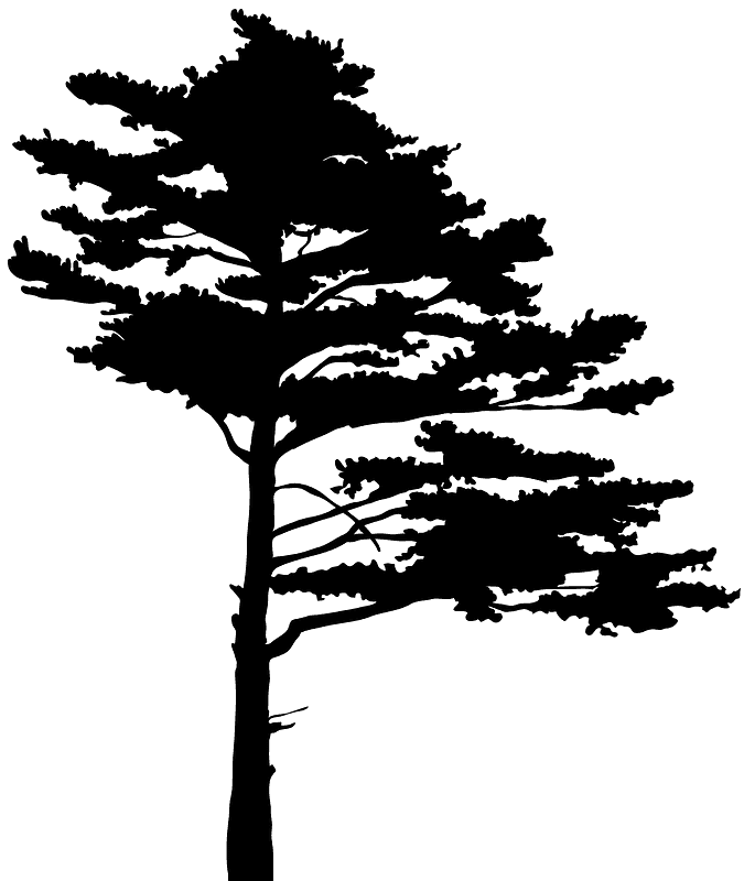 Pine Tree - Free vector silhouettes on creazilla.com