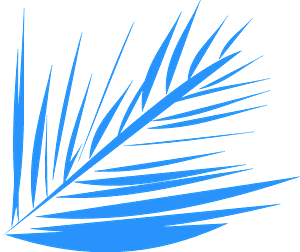 Abies Firma Momi Fir - Japanese Fir Tree silhouette - Free Vector ...