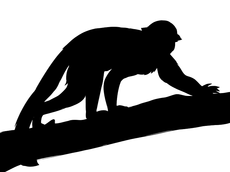 Squirrel monkey - Free vector silhouettes on creazilla.com