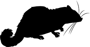 Laotian rock rat - Free vector silhouettes on creazilla.com