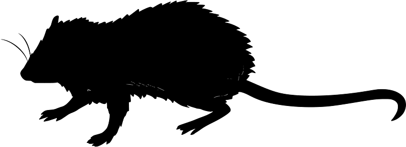 Moonrat - Free vector silhouettes on creazilla.com