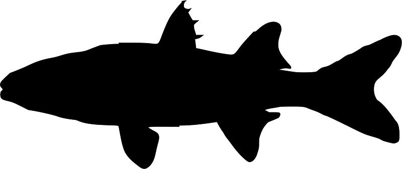 A Mullet Fish - Free vector silhouettes on creazilla.com