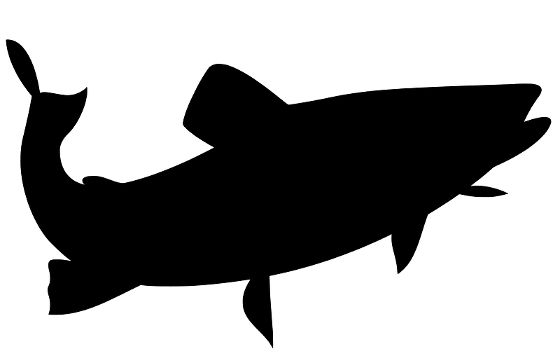 Brook Trout - Free vector silhouettes on creazilla.com