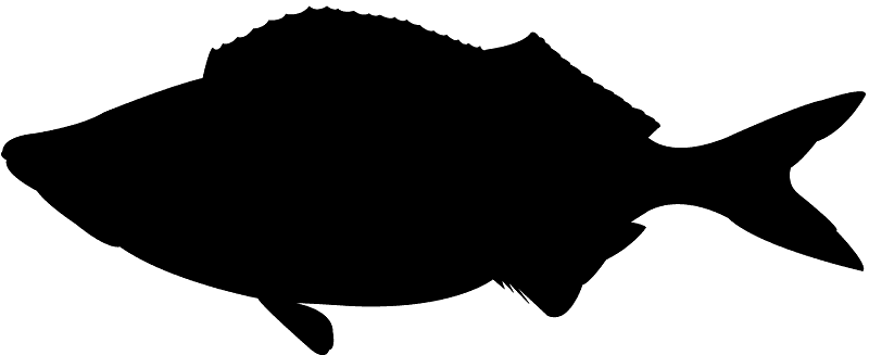 Telescope Fish - Free vector silhouettes on creazilla.com