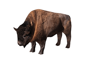 Bison - Free 3d model on creazilla.com