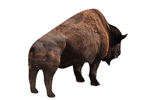 Bison - Free 3d model on creazilla.com
