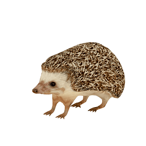 Hedgehog - Free 3d model on creazilla.com