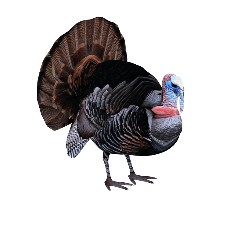 Turkey - Free 3d model on creazilla.com