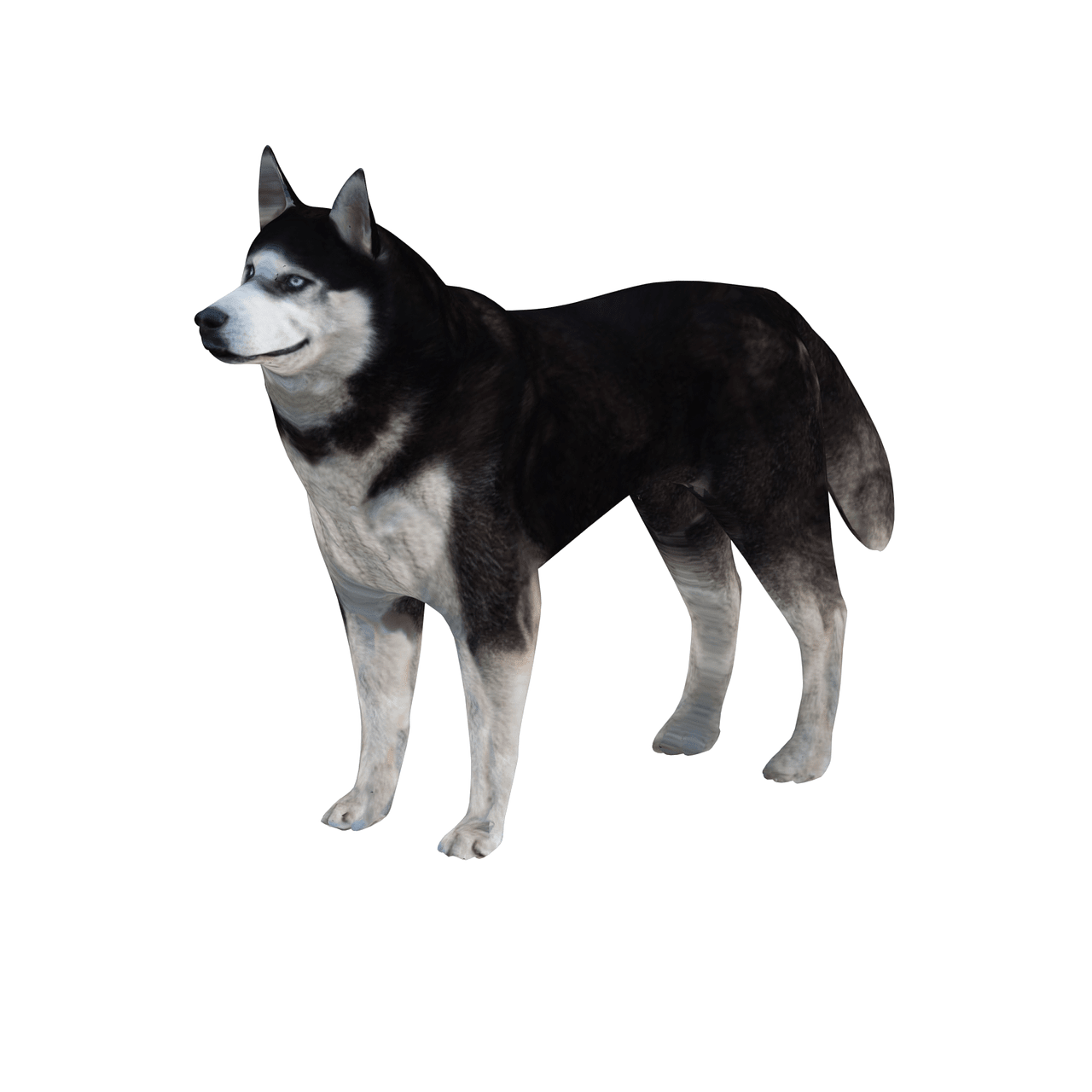 Siberian Husky - Free 3d model on creazilla.com