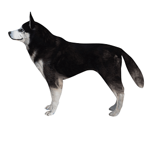 Siberian Husky - Free 3d model on creazilla.com