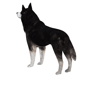 Siberian Husky - Free 3d model on creazilla.com