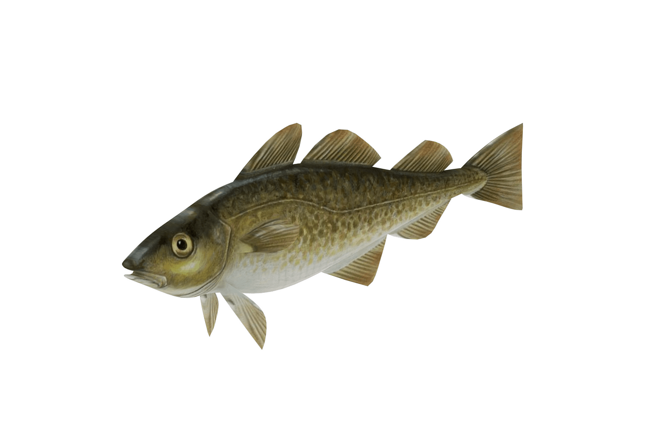 Cod Fish - Free 3d model on creazilla.com