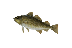 Cod Fish - Free 3d model on creazilla.com