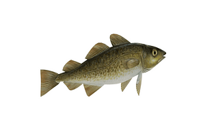 Cod Fish - Free 3d model on creazilla.com