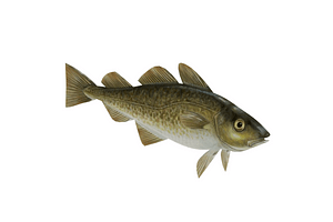 Cod Fish - Free 3d model on creazilla.com