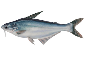 Pangasius - Free 3d model on creazilla.com