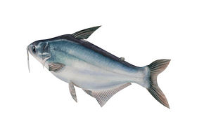 Pangasius - Free 3d model on creazilla.com