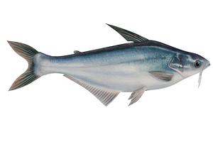 Pangasius - Free 3d model on creazilla.com