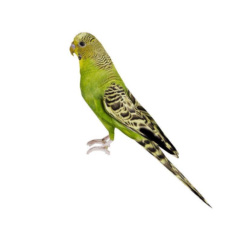 Parakeet - Free 3d model on creazilla.com