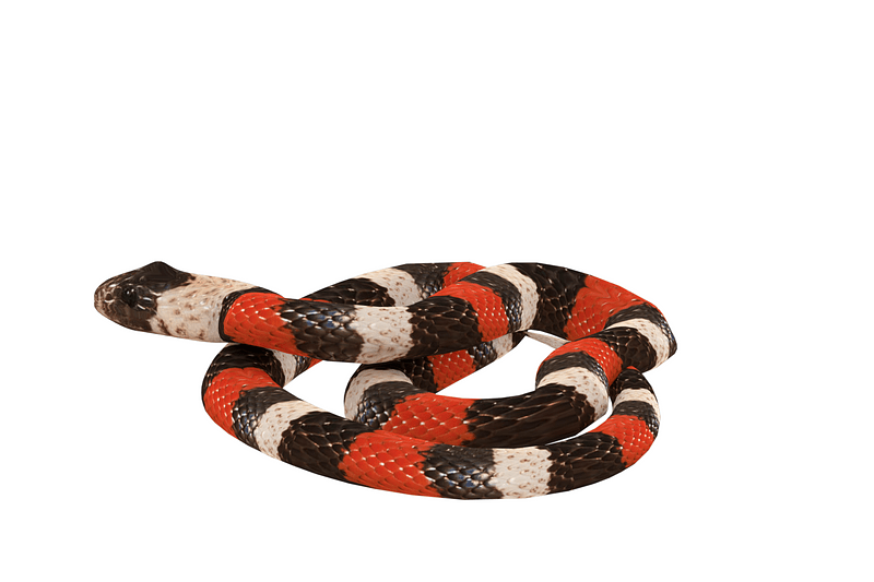 Milk snake - Free 3d model on creazilla.com