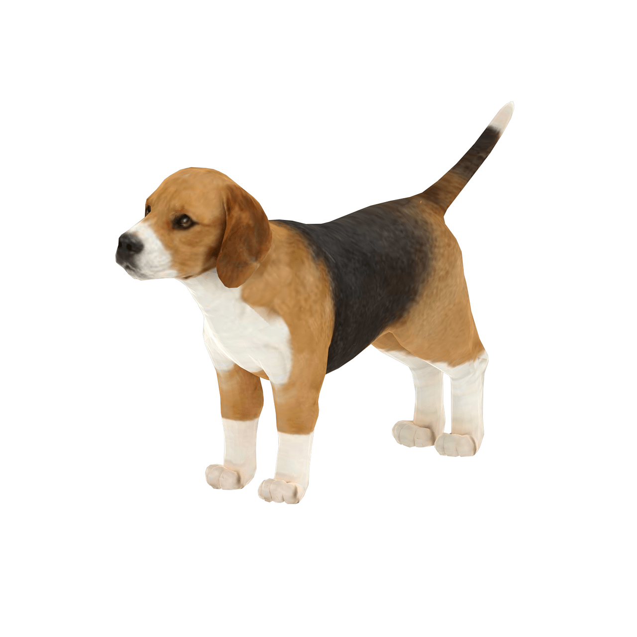 Beagle - Free 3d model on creazilla.com