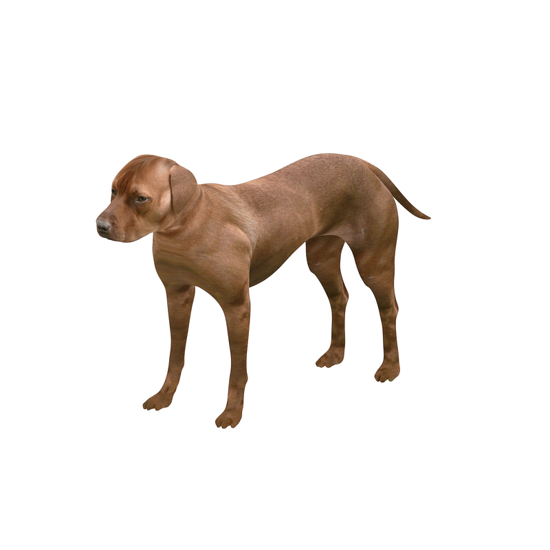 Pitbull Terrier - Free 3d model on creazilla.com
