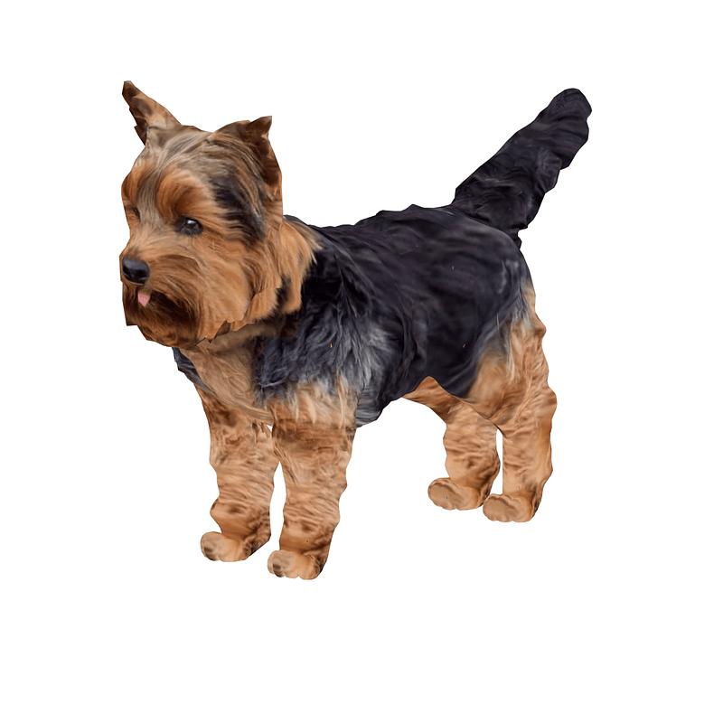 Yorkshire Terrier - Free 3d model on creazilla.com