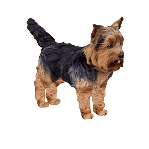 Yorkshire Terrier - Free 3d model on creazilla.com