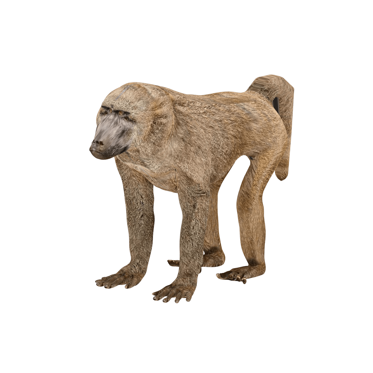 Baboon - Free 3d model on creazilla.com