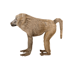 Baboon - Free 3d model on creazilla.com