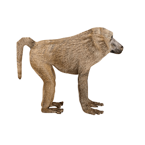 Baboon - Free 3d model on creazilla.com