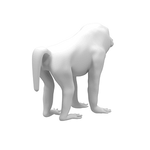 Baboon - Free 3d model on creazilla.com