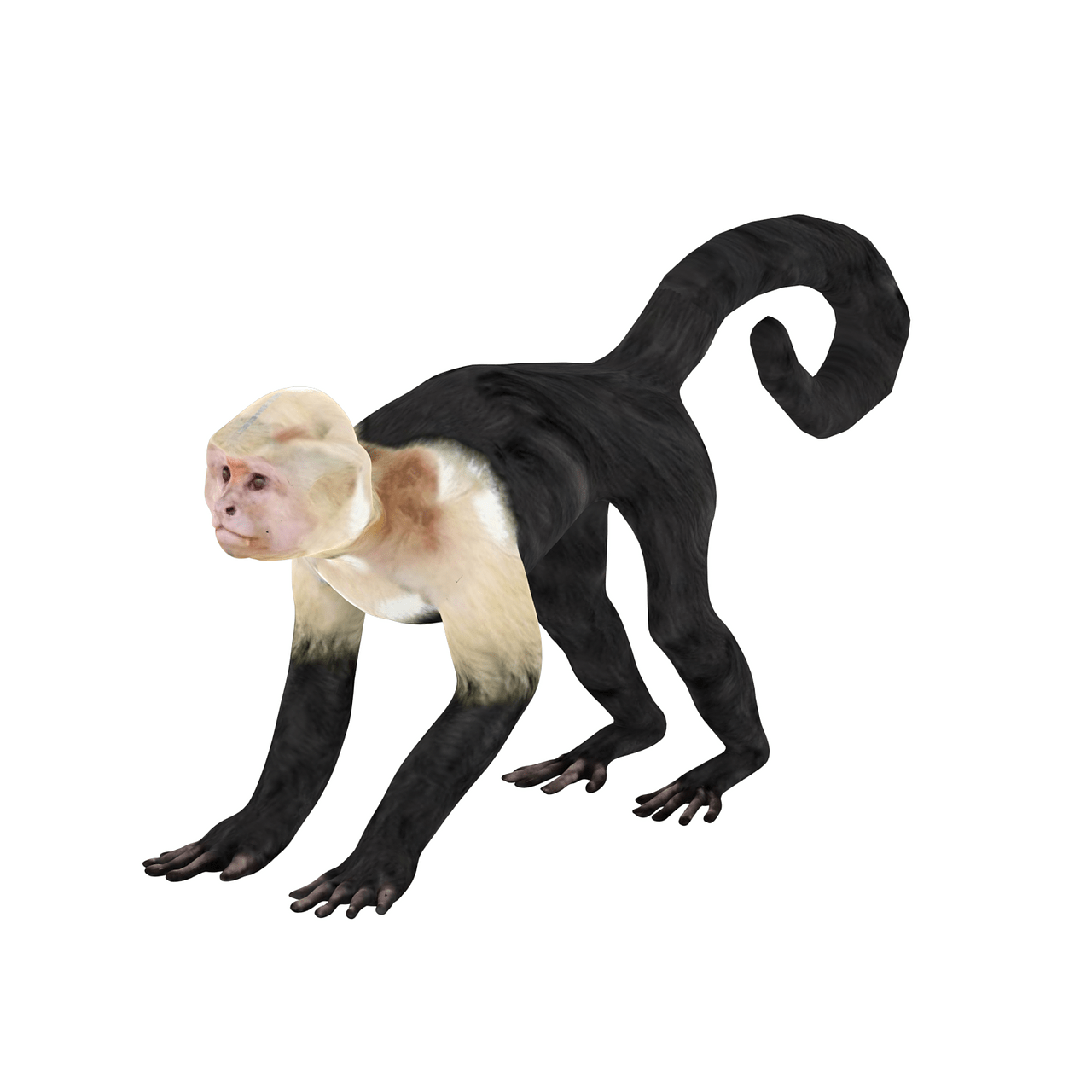 Capuchin - Free 3d model on creazilla.com
