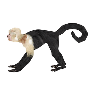 Capuchin - Free 3d model on creazilla.com