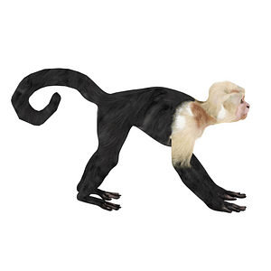 Capuchin - Free 3d model on creazilla.com