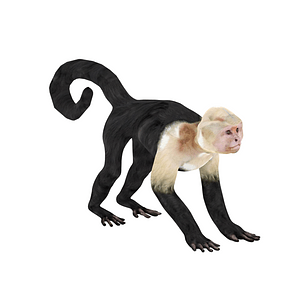 Capuchin - Free 3d model on creazilla.com