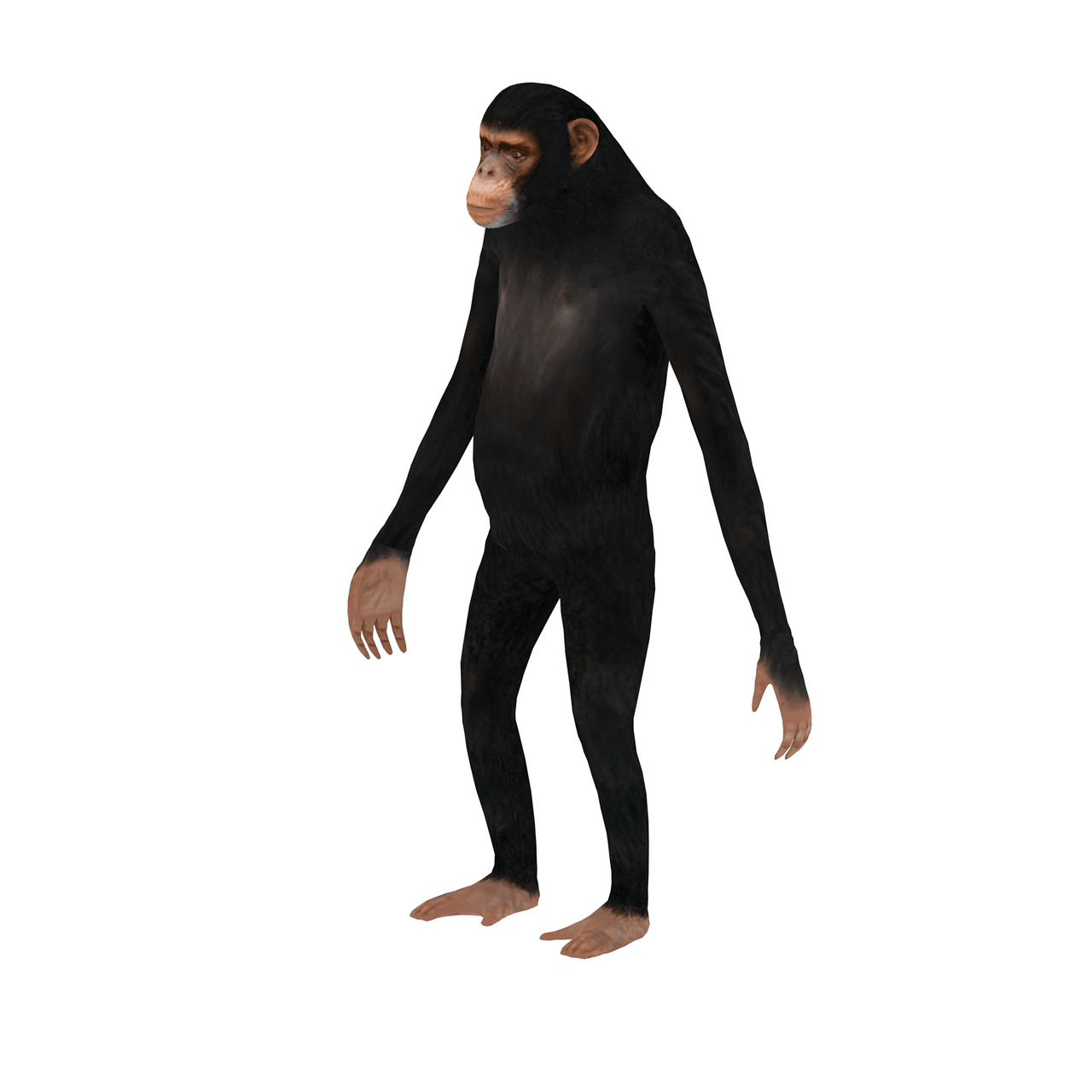 Chimpanzee - Free 3d model on creazilla.com