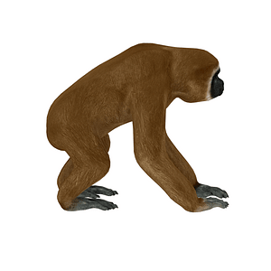 Gibbon - Free 3d model on creazilla.com