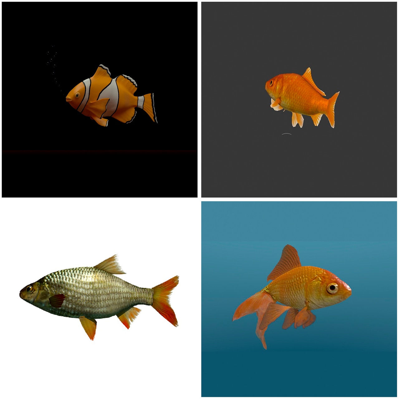 Fish Set 3d model
