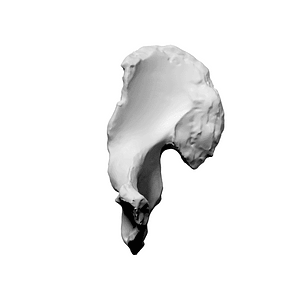 Human Pelvis Bone - Free 3d model on creazilla.com
