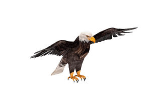 Bald Eagle - Free 3d model on creazilla.com