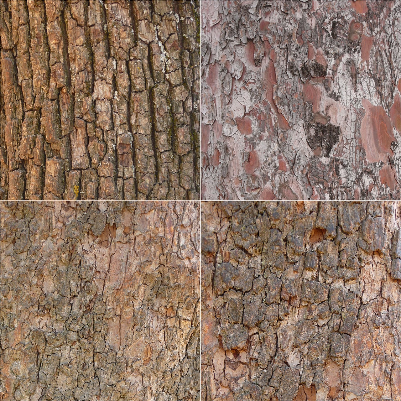 Tree Bark Textures - Free 3d model on creazilla.com