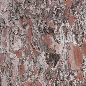 Tree Bark Textures - Free 3d model on creazilla.com