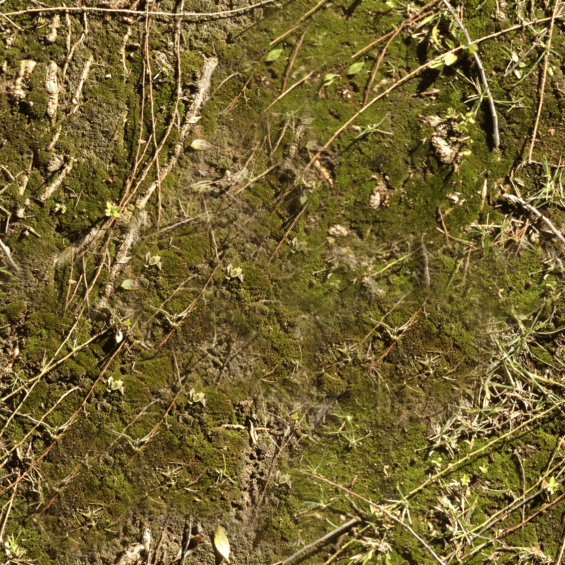 Moss Sticks Texture - Free 3d model on creazilla.com