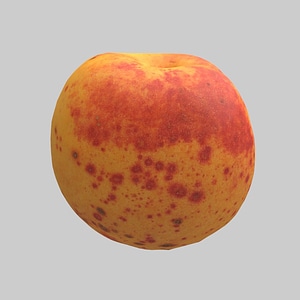 Apricots - Free 3d model on creazilla.com