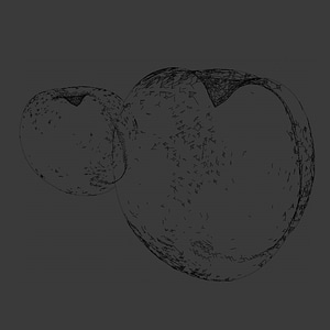 Apricots - Free 3d model on creazilla.com