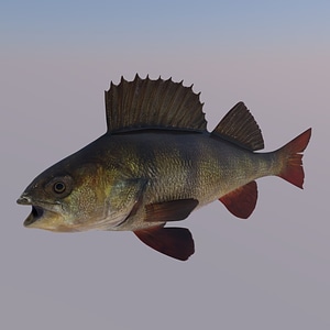 Fish Perch - Free 3d model on creazilla.com